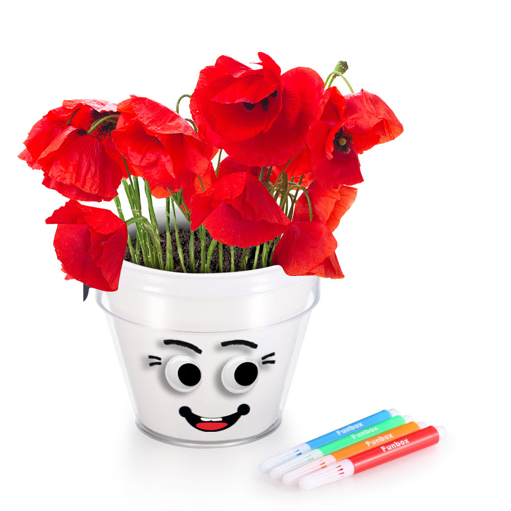 DIY Plant A Poppy Pot Kit – funbox.com.au